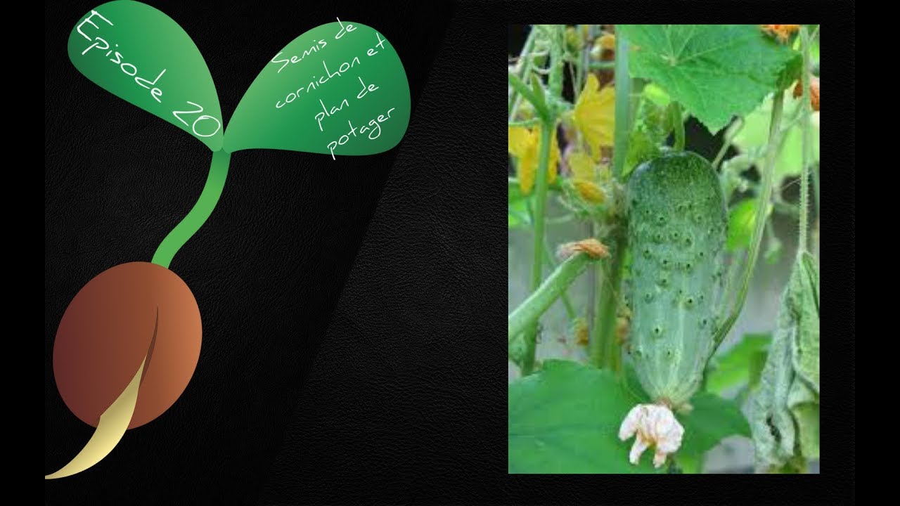 🥒Episode 20 : semis de cornichon et plan de potager🥒 - YouTube