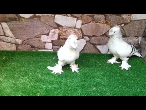 MAVİ GÜVERCİN TEPELİ