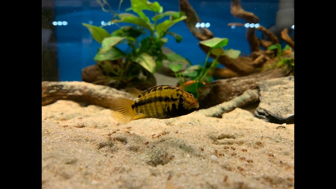 Apistogramma kullanderi - YouTube