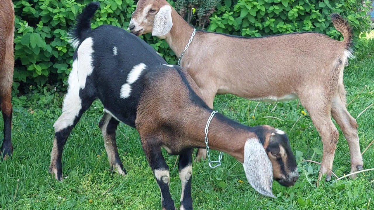 2 IEDUTE RASA ANGLO NUBIAN CU CAPRA METIS ALPINA FRANCEZA CU ANGLO ...