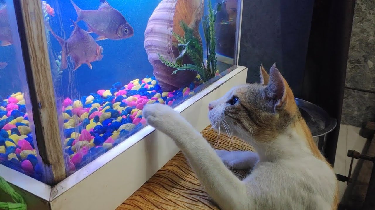 The cat sees the fish and calls it 🐟 | Meowing I Catvoice #fish #cat # ...