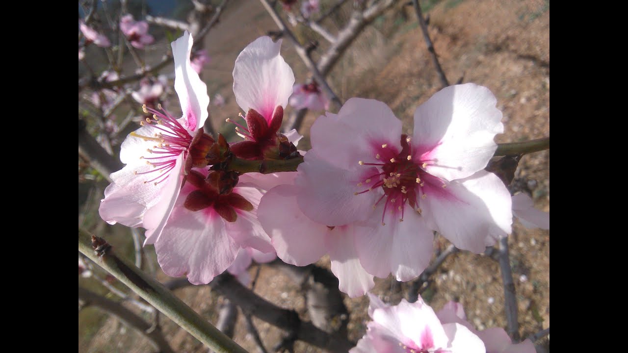 Almendro Guara en flor - YouTube