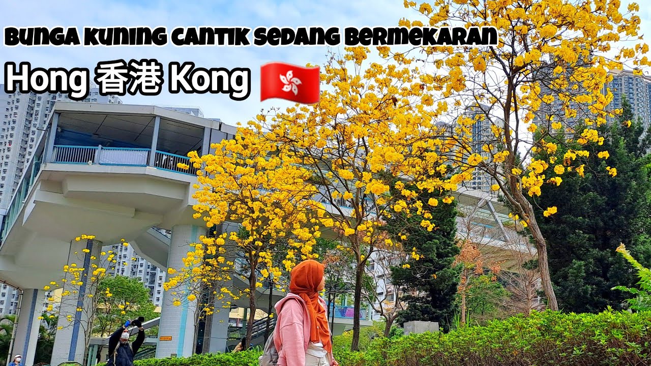 Bunga kuning cantik bermekaran di Hong Kong || Explore Hong Kong - YouTube