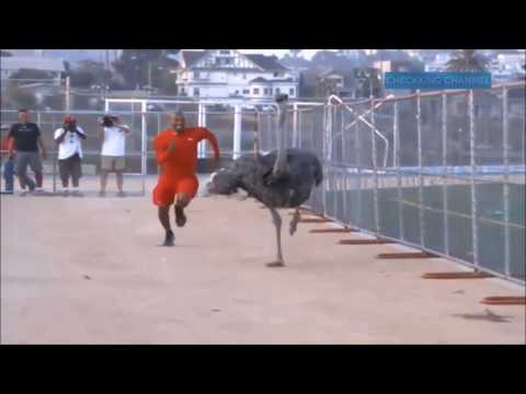 Usain Bolt - Devekuşu 100 metre yarışını hangisi kazanır.