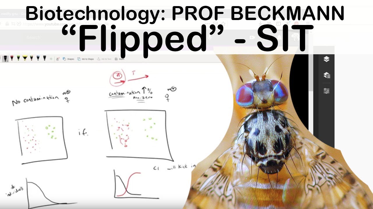 "Flipped" Sterile Insect Technique (SIT) - YouTube
