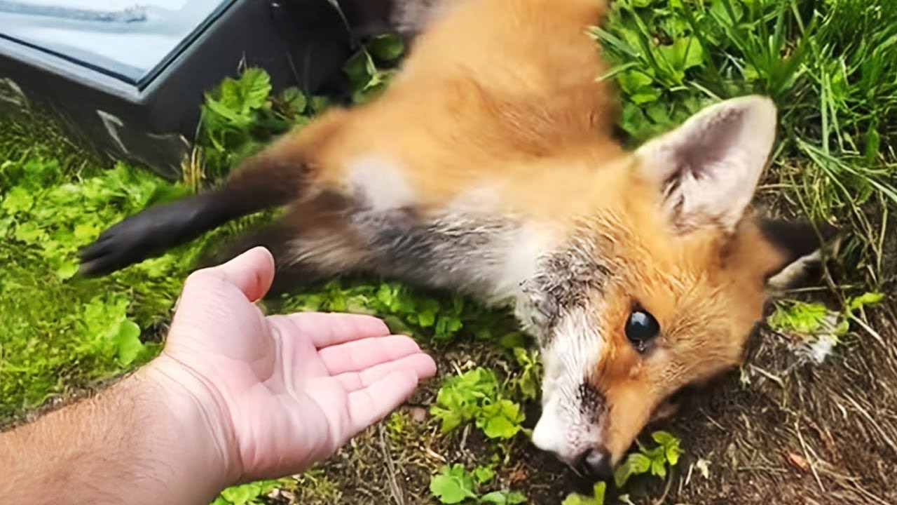 A man found a poisoned fox in his garden, and what happened next was ...