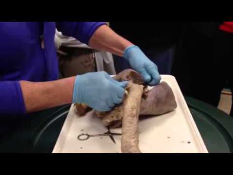 Sheep pluck - YouTube