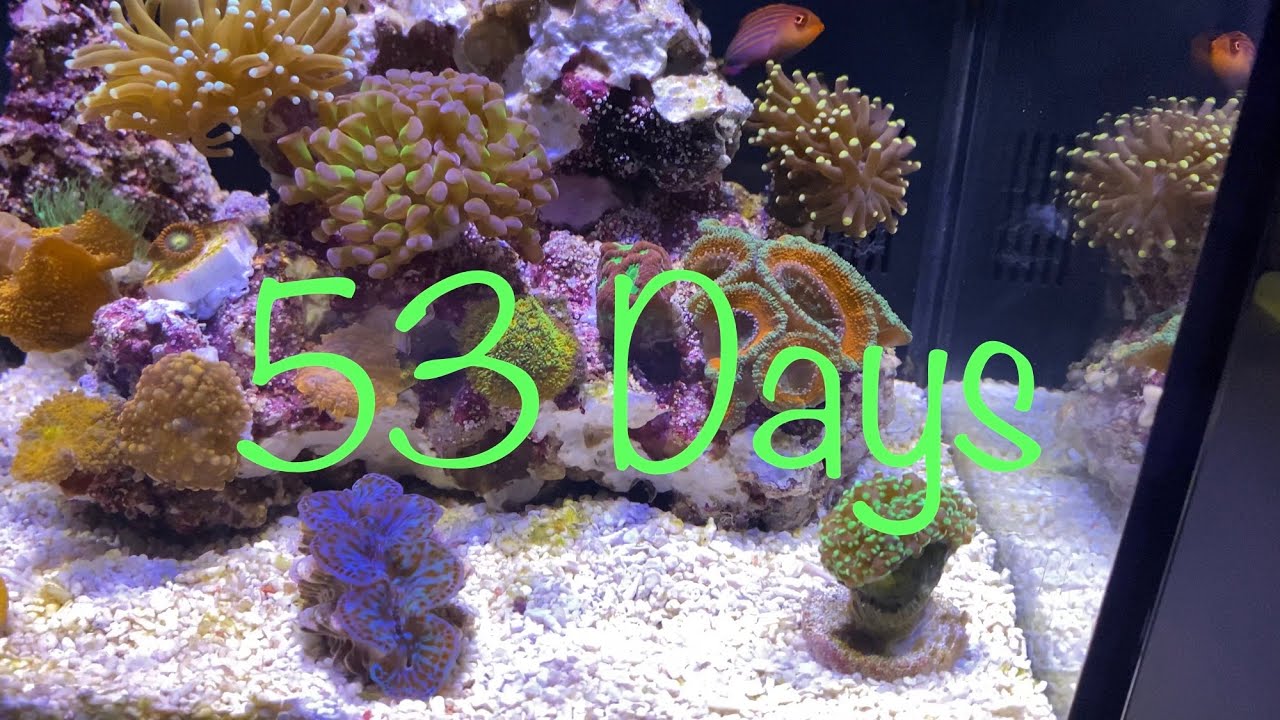 10Liter 迷你珊瑚缸 Mini Coral Tank 53Days - YouTube