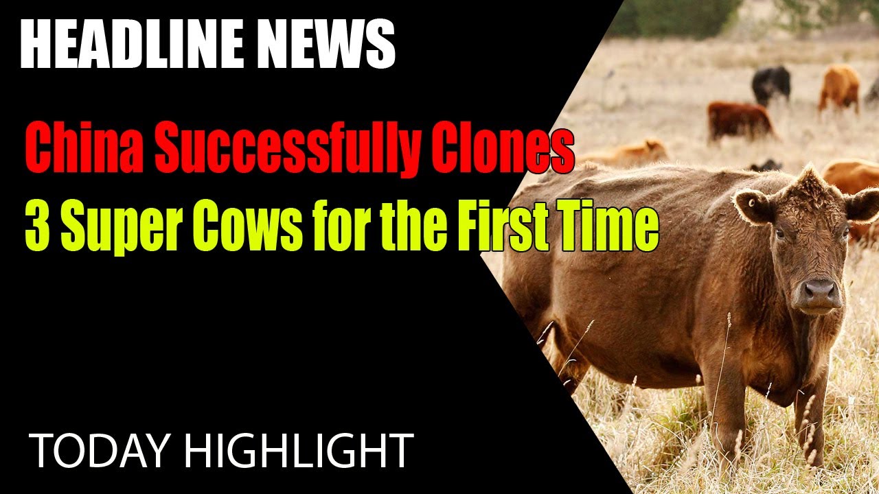 China Successfully Clones 3 Super Cows for the First Time - YouTube