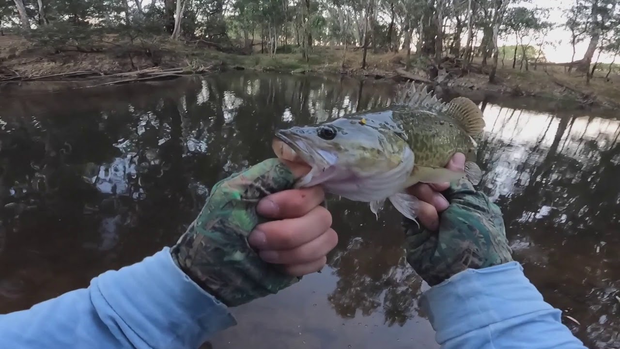 Top water cod awesomeness outside Melbourne - YouTube