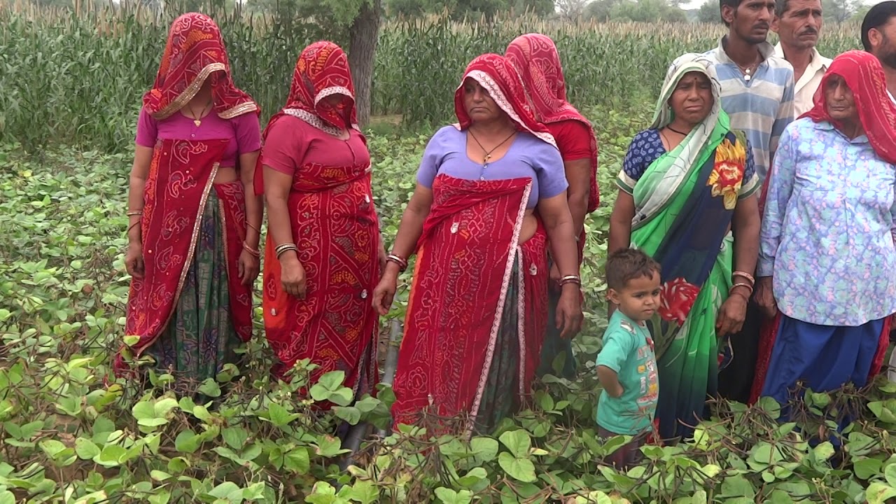 Field day on moong IPM 02 3 - YouTube