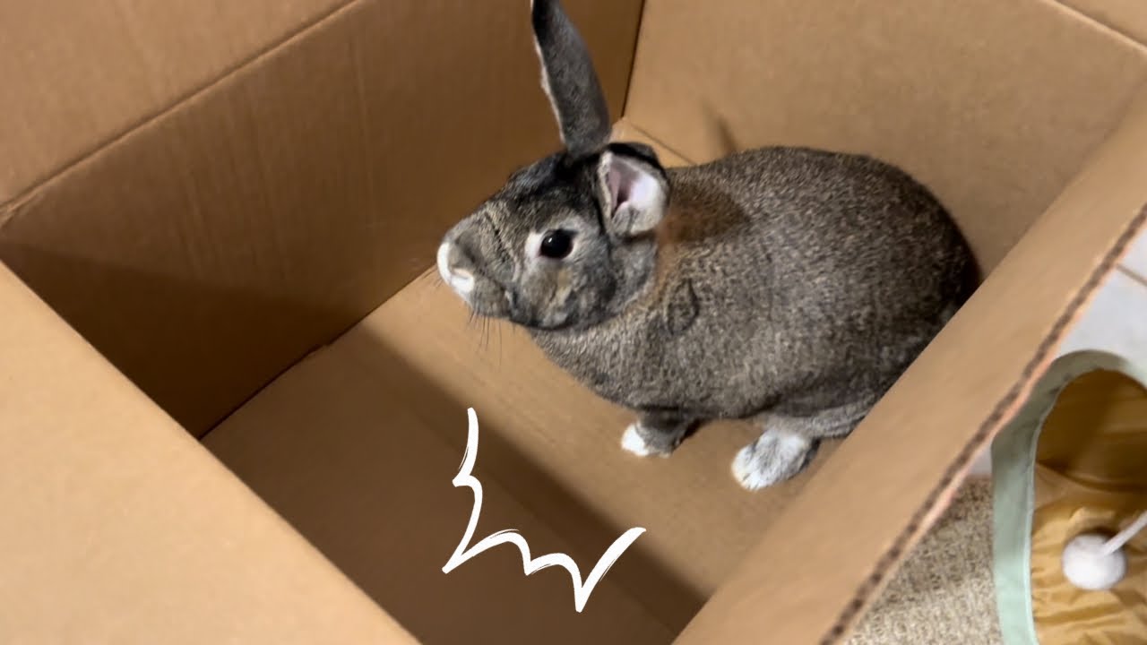 Naughty Rabbit Gets Stuck in a Box! 😂🐰🎄 - YouTube