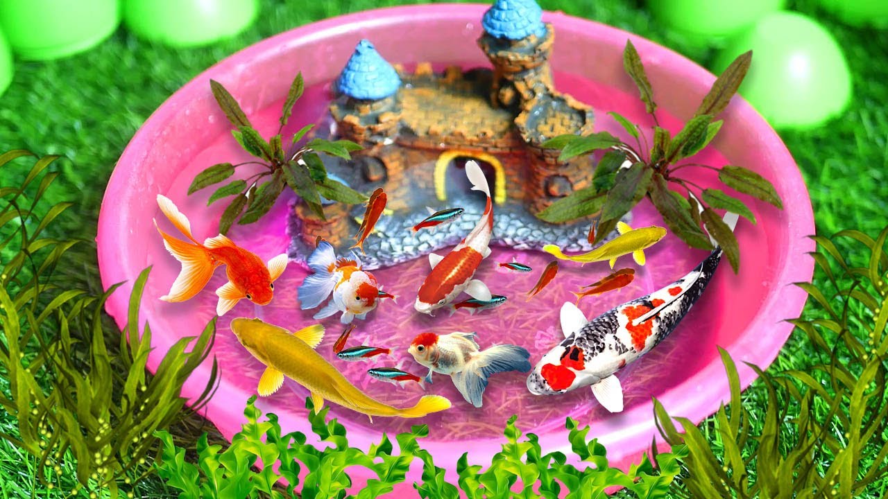 Colorful fish, koi, toys fish and lobster, manfish, koi fish, koki fish ...
