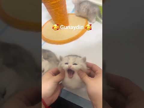 tatlı bir günaydın mesajı #cats #animals #fun #hayvanlar #cat #kediler #havefun