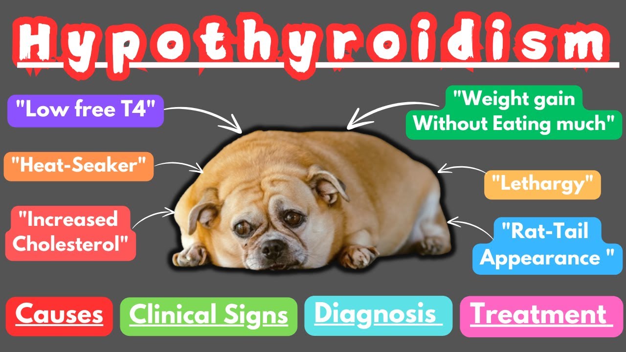 Hypothyroidism in Dogs: Definition, Causes, Types, Symptoms, Diagnosis ...