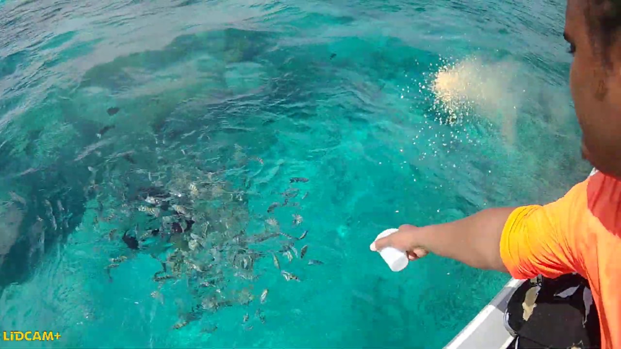 Freeport Fish 2020 Anniversary - YouTube