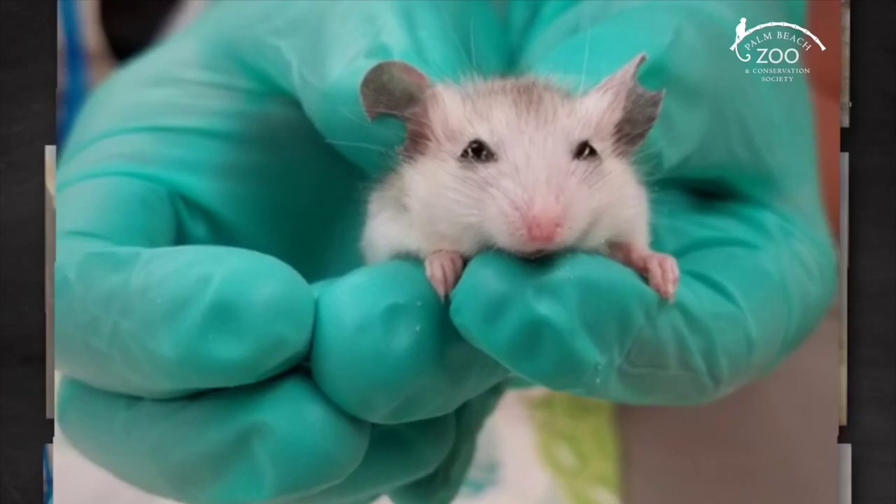 Welcoming 5 Newborn Perdido Key Beach Mice - YouTube