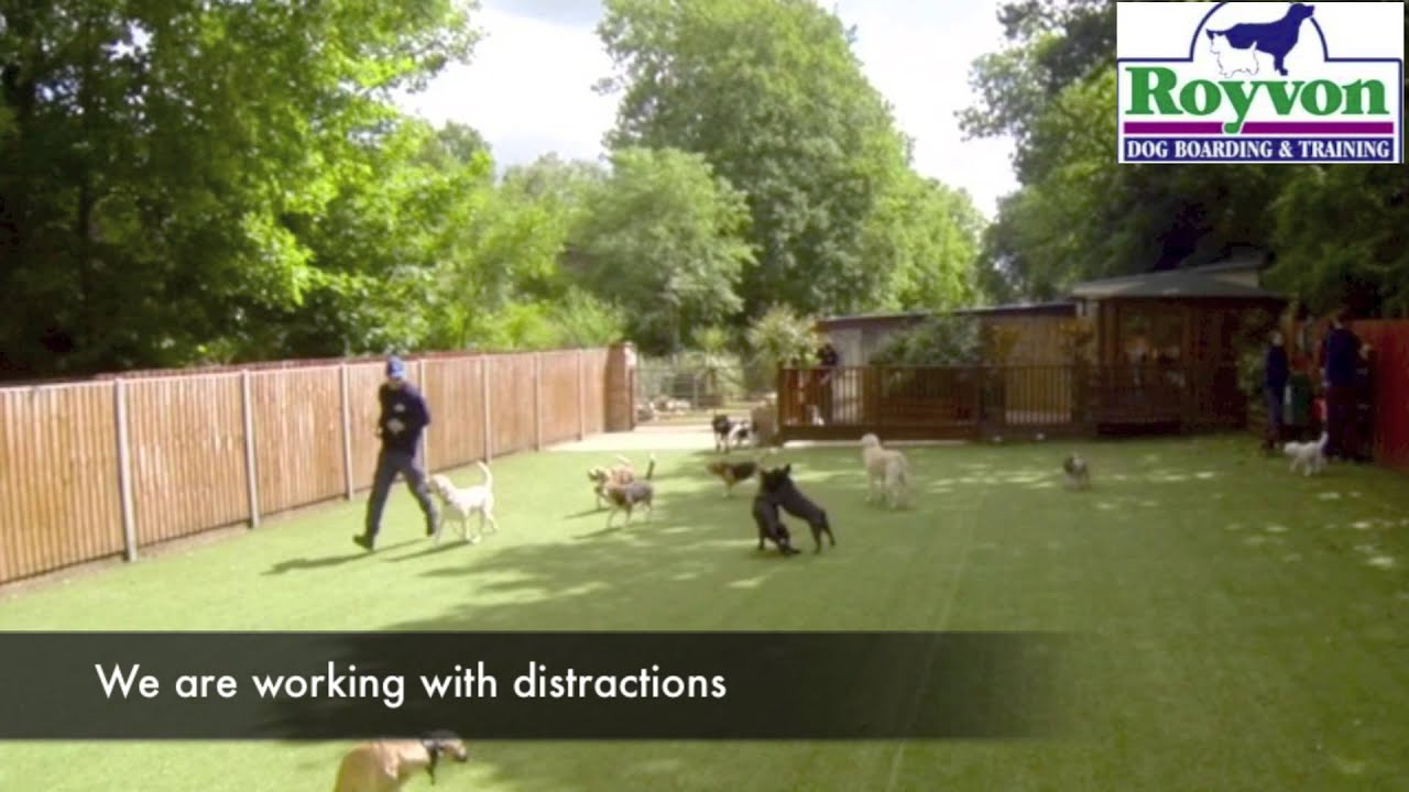 Royvon Complete Dog Training Solution. See how much we can teach your ...