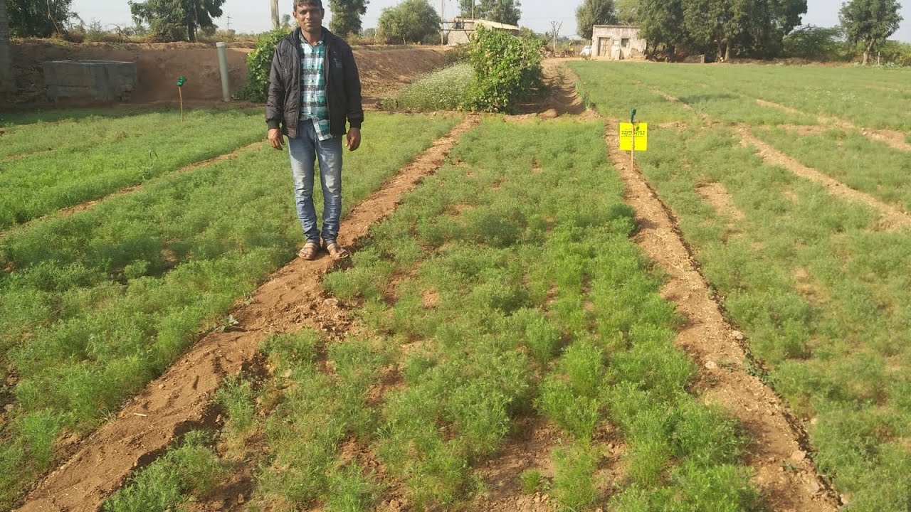 ☀️મહાલાભ☀️ પોટાશ, મેગ્નેશિયમ,સલ્ફર........mahalabh fertilizer potas ...