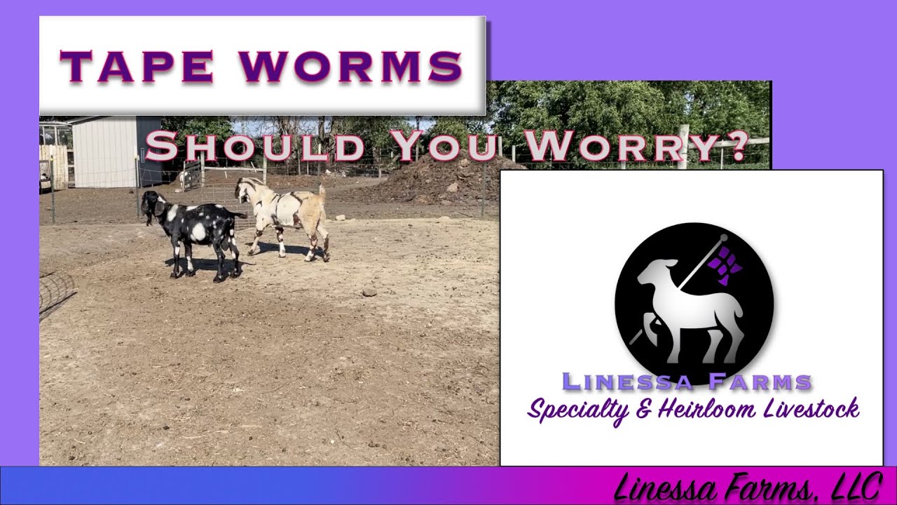 Tape Worms in Sheep and Goats: Should You Worry? - YouTube
