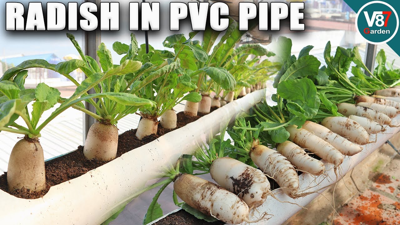 Growing White Radish in PVC pipe With Large Tubers - YouTube