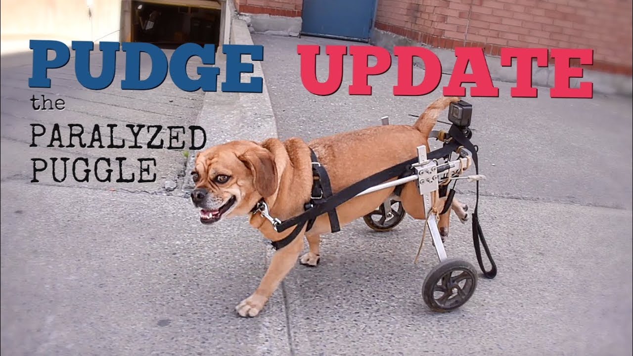 AN UPDATE ON PUDGE THE PARALYZED PUGGLE!!! - YouTube