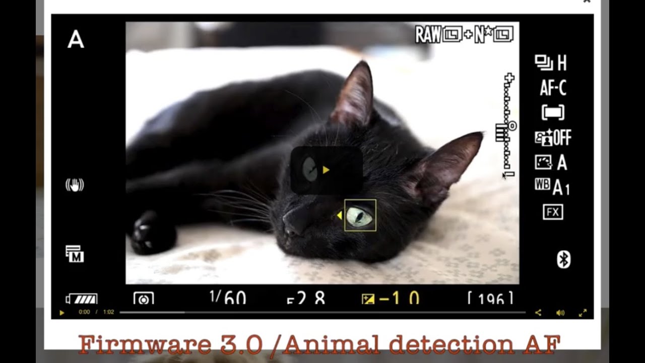 How to get sharp images using Nikon animal AF. Nikon Animal Detection ...