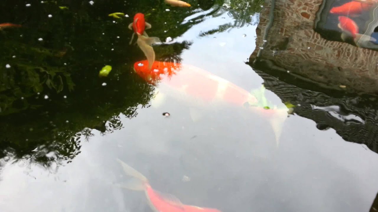 Galaxy s III fish - YouTube