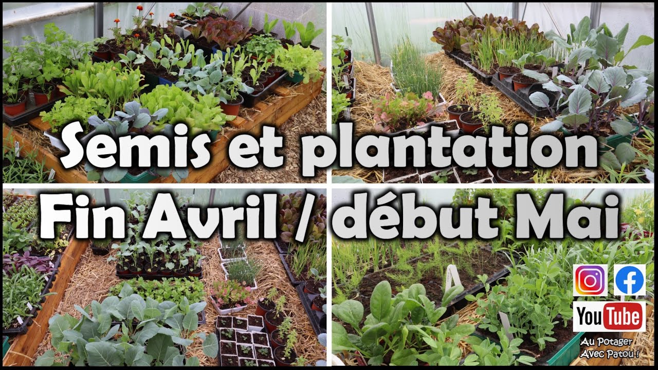 Semis et plantation / trucs et astuces pour vos plans de TOMATES ...