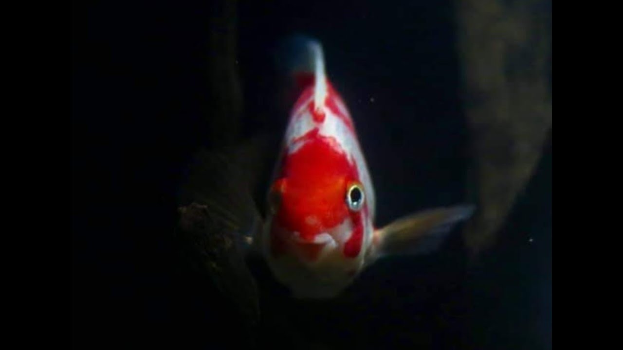 Caracteristicas y Cuidados de los peces perico - YouTube