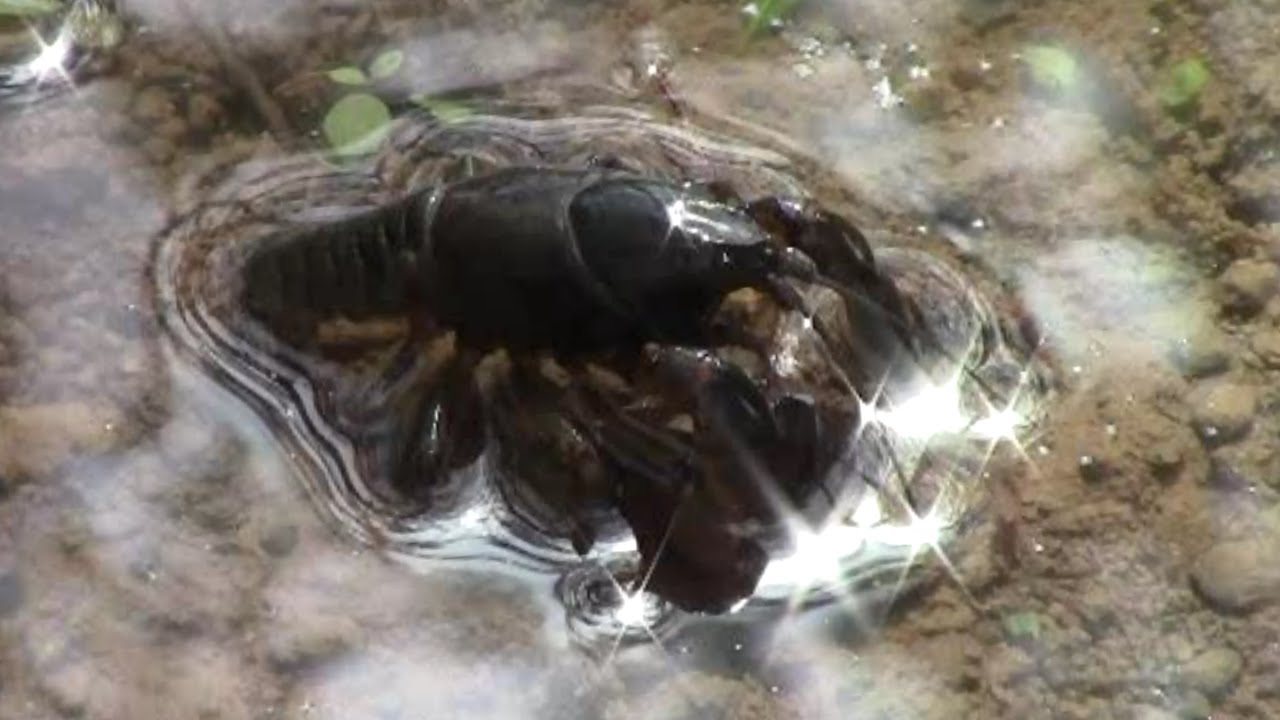 Mudbug (Crawdad) in Our Front Yard After the Tornado Last Night - YouTube