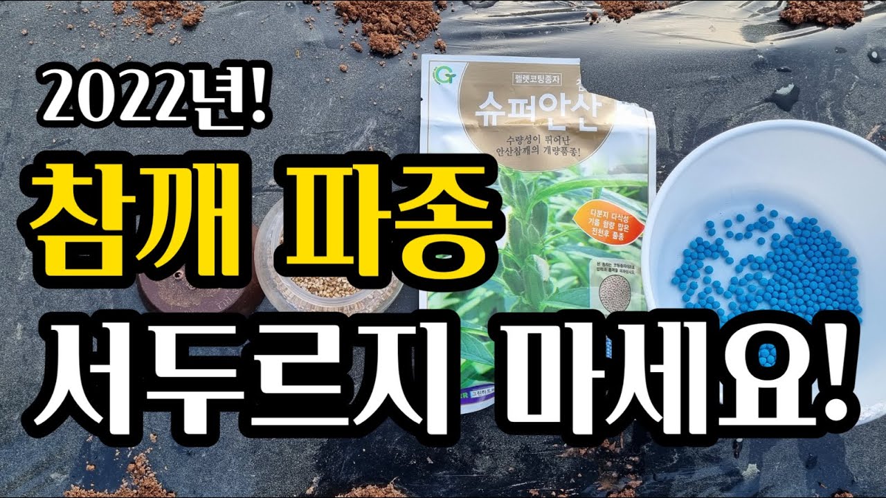 2022년 실패율 제로 참깨 파종은 이때참깨파종시기참깨파종방법참깨농사참깨종자소독방법참깨종자심는깊이참깨