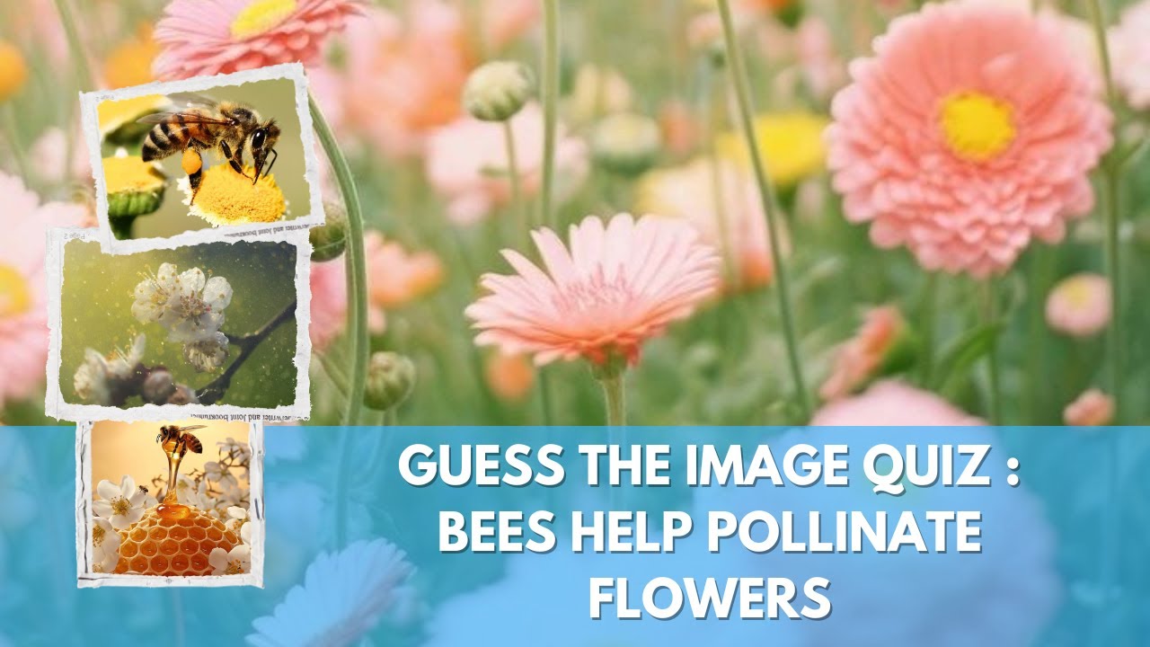 Guess the Image Quiz : Bees Help Pollinate Flowers - YouTube