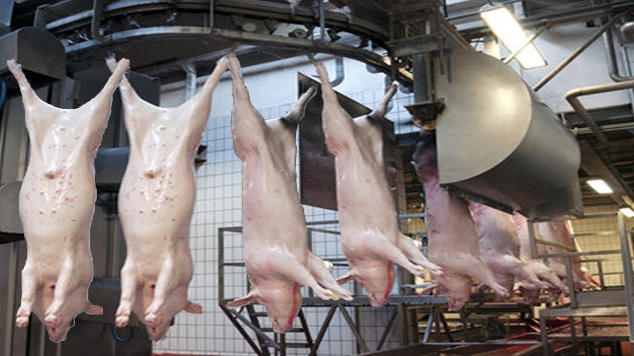 Million Dollars Pig Slaughter & Processing Line - Modern Salted Pork ...