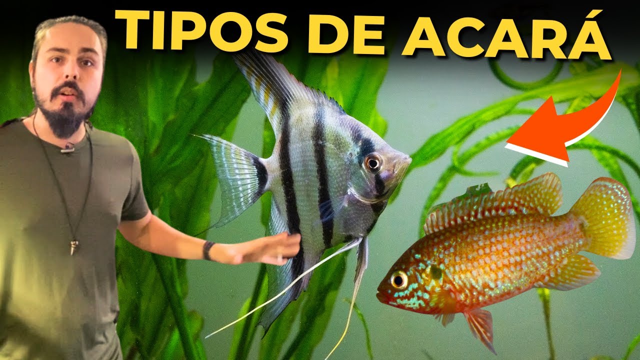 🔴5 TIPOS DE ACARÁS PARA AQUÁRIO |Mr. Betta| - YouTube