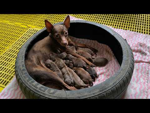 Emotional Dog Birth: A Mother Welcomes Her Newborn Puppies