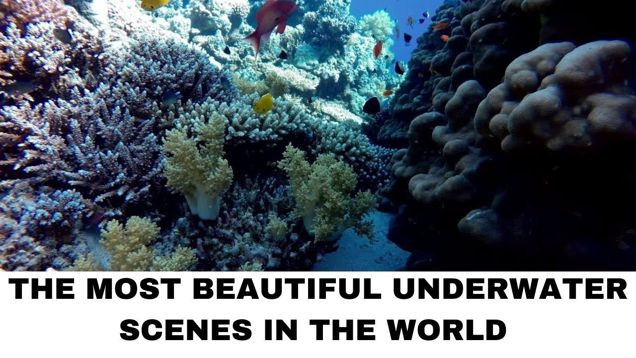 The Most Beautiful Underwater Scenes In The World - YouTube