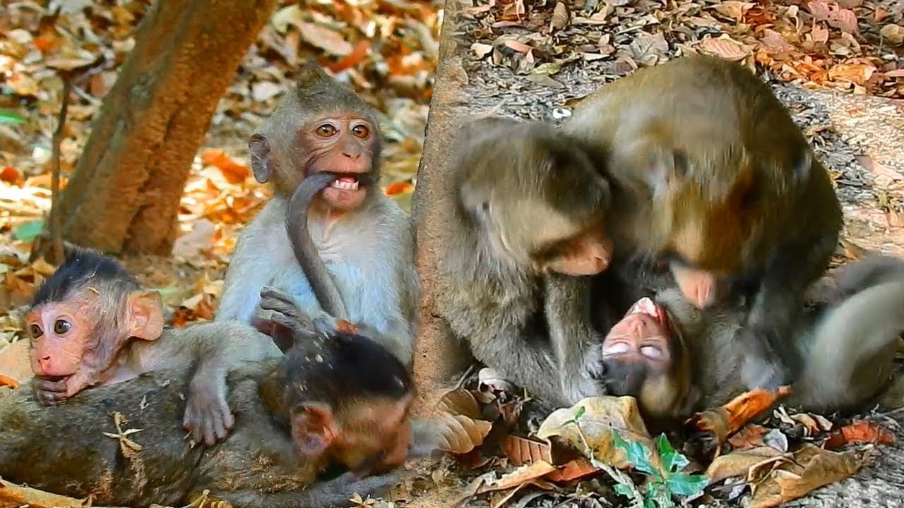 Baby monkey reaction in this clip 126 - YouTube