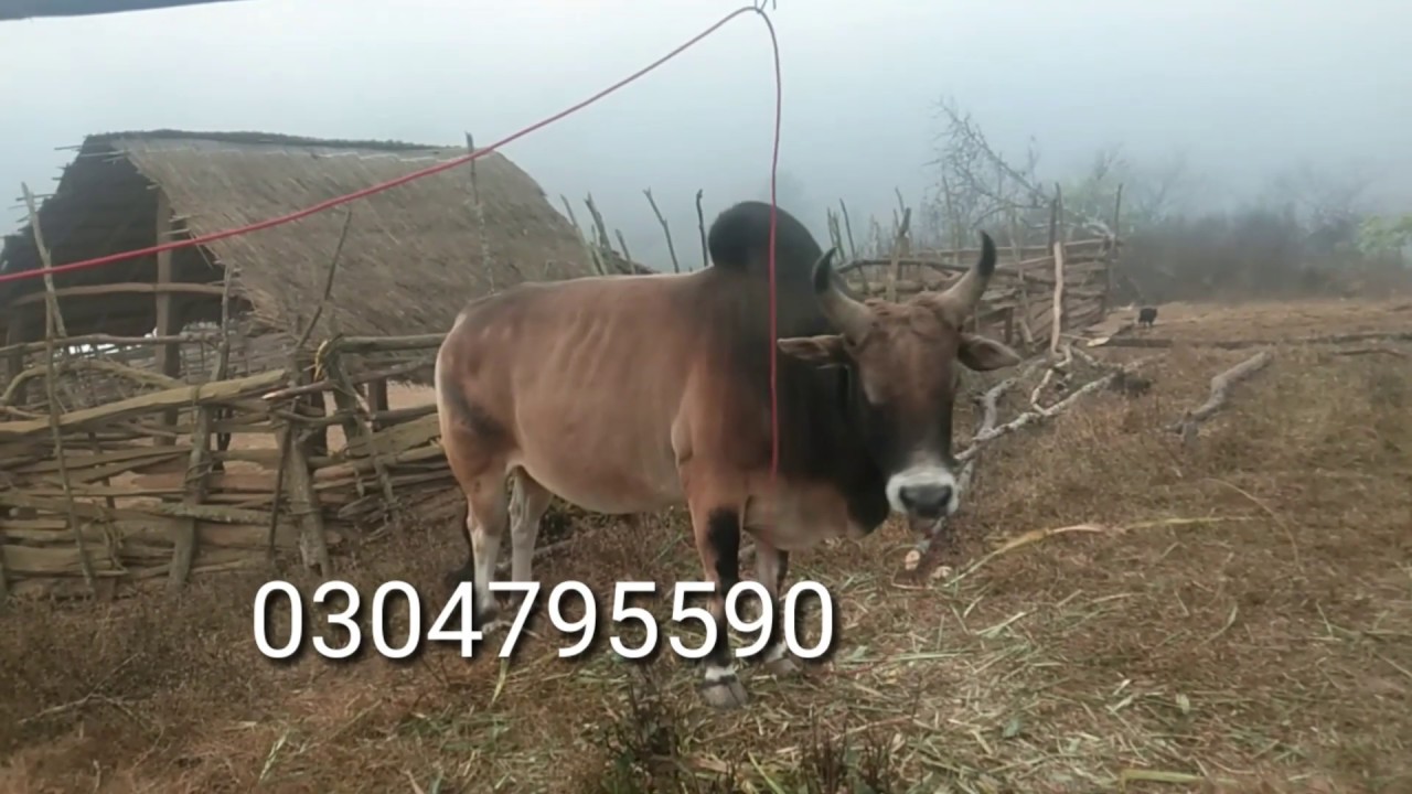 Nom Yeej Moua Tu Nyuj Tshiab Zoo Nkauj Kawg li. - YouTube