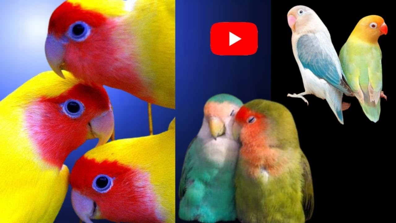 New love bird mutation lovebirds | Cockatiel walk-in Aviary | Smart ...