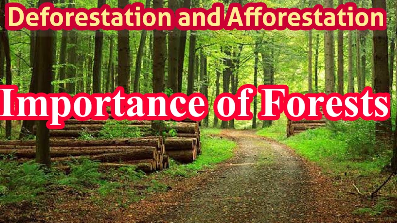 Deforestation and afforestation - Importance of forests | Biology 12th ...