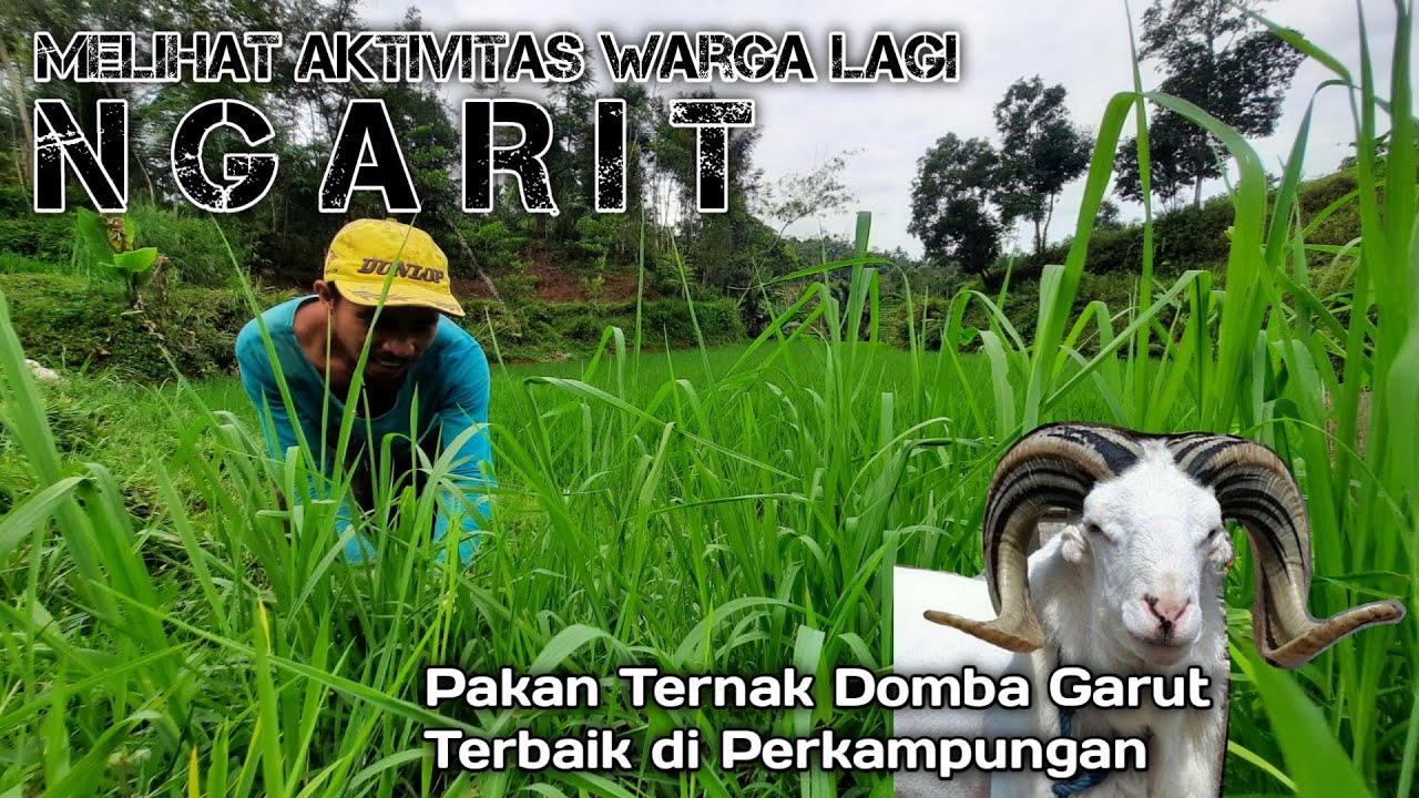 Ngarit Rumput di Persawahan Untuk Pakan Ternak Domba Garut || Lifestyle ...