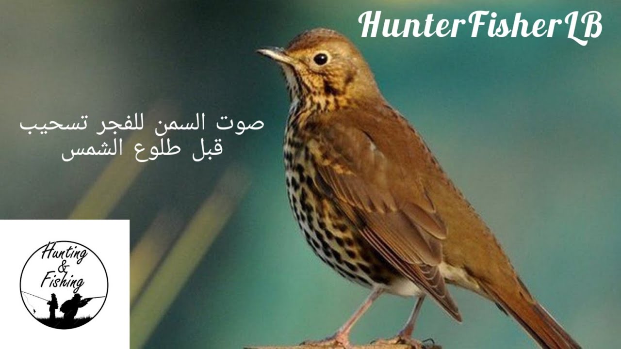 أفضل صوت سمن للفجر - تسحيب قبل طلوع الشمس Best Song Thrush Sound For ...