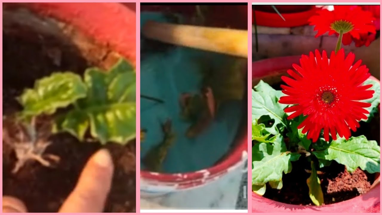 मरते जरबेरा के पौधे को कैसे बचाए how to save a dying gerbera plant 🥺 ...