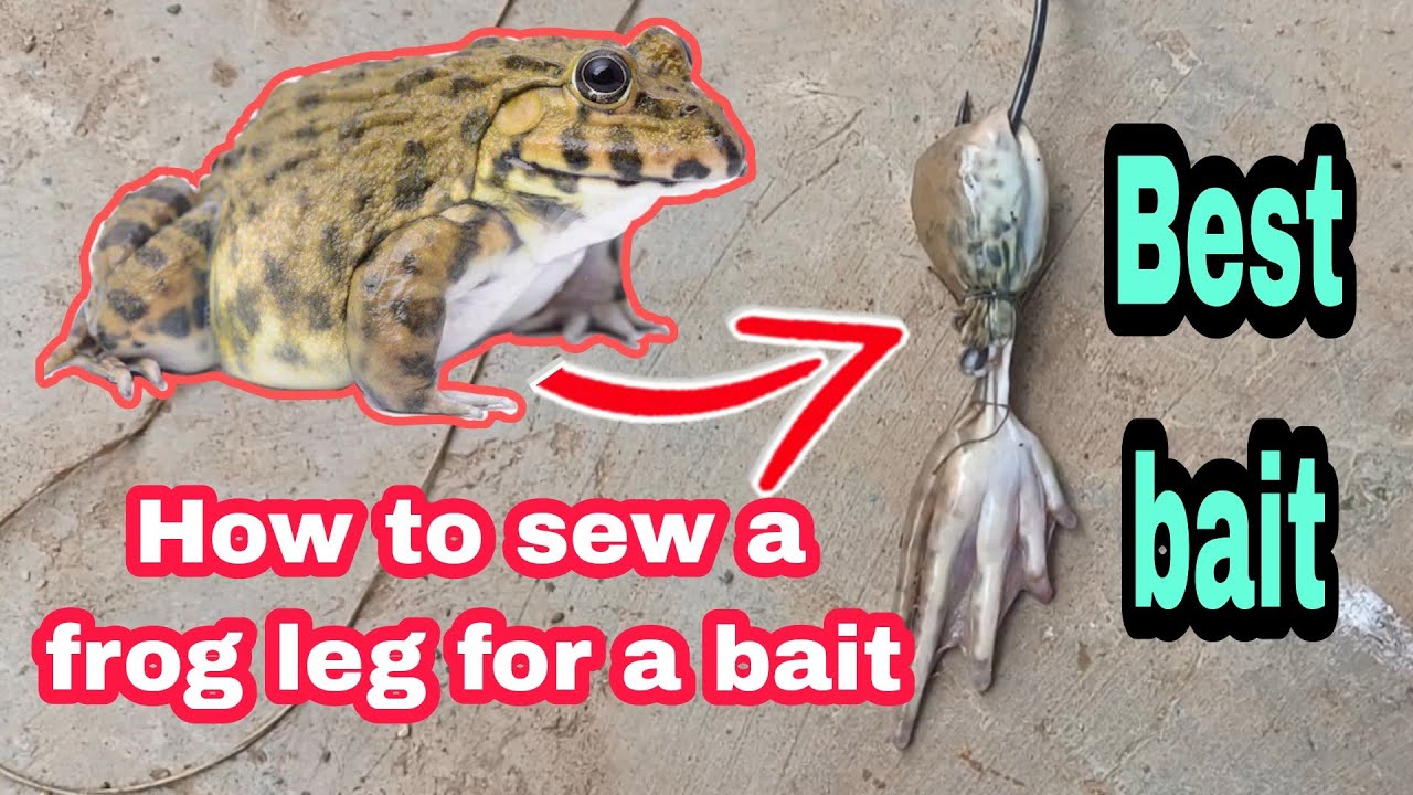 How to sew a frog leg to make a bait for fishing | របៀបដេរជើង ...