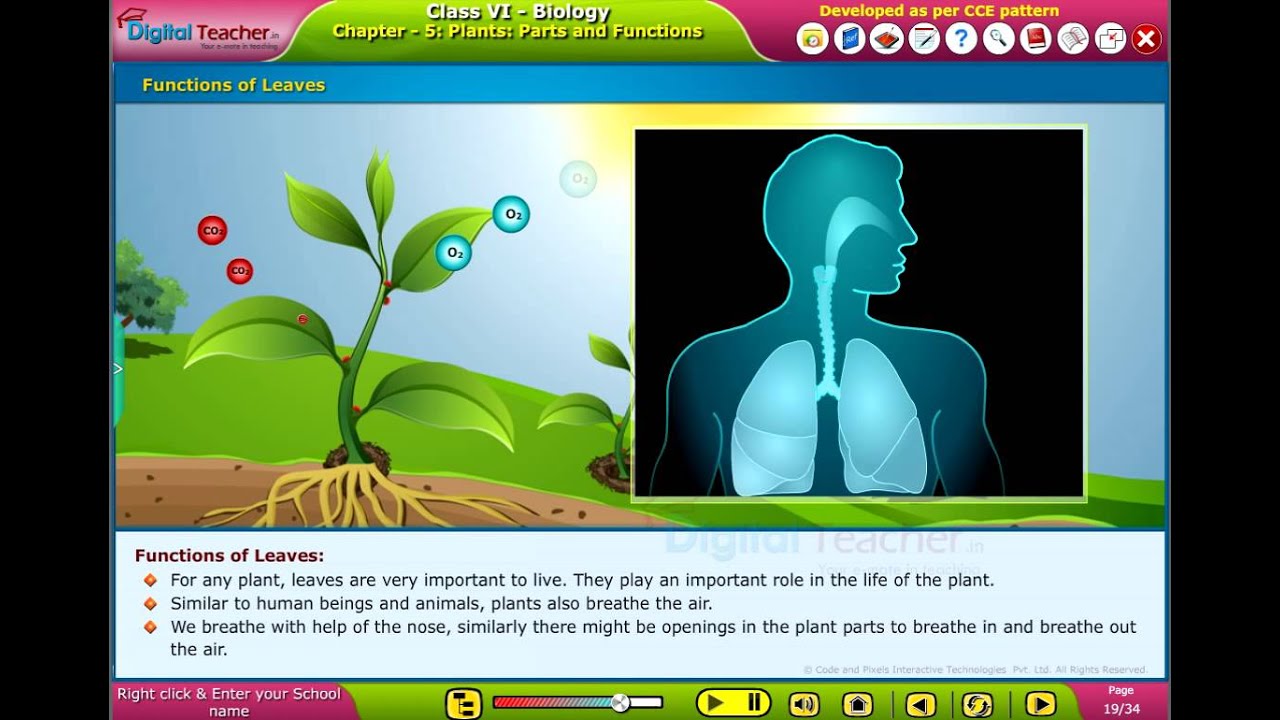 Functions Of Leaves Class 6 Biology Digital Teacher YouTube functions-of-leaves-class-6-biology-digital-teacher-youtube