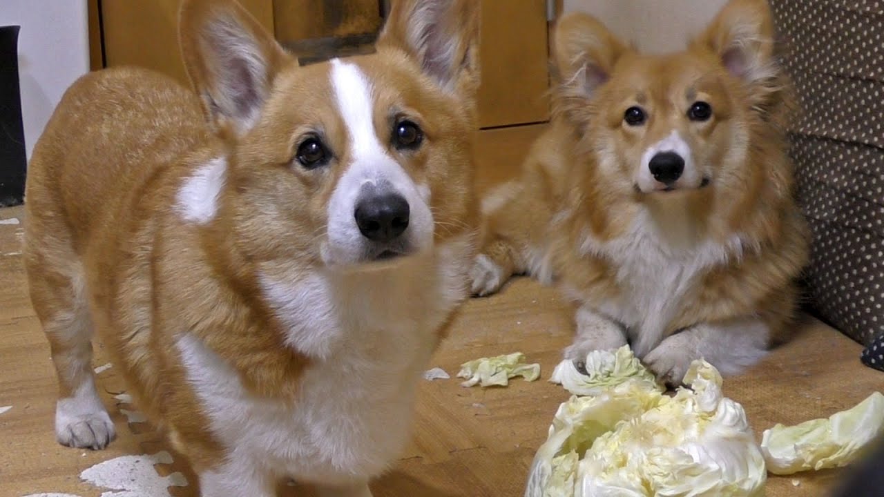 Goro & Roku eat cabbage / キャベツを食べるゴローさんとロクさん 20160318 welsh corgi dog ...