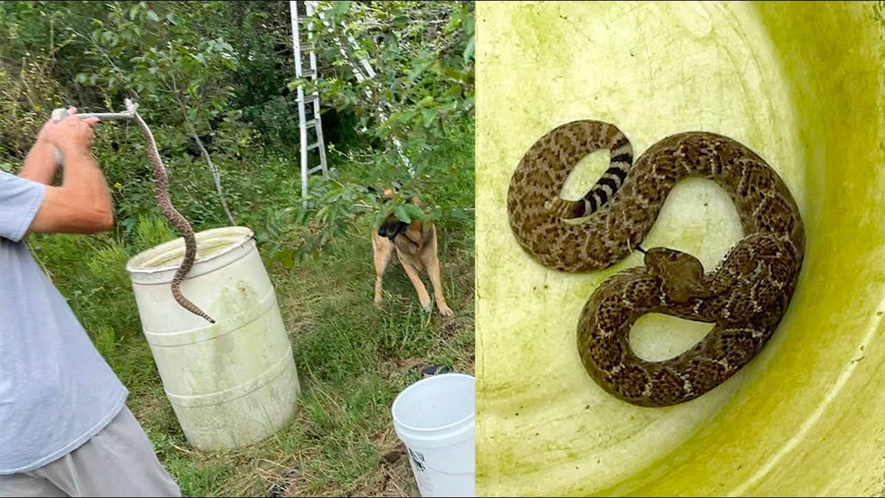 Another Rattlesnake Relocation - YouTube
