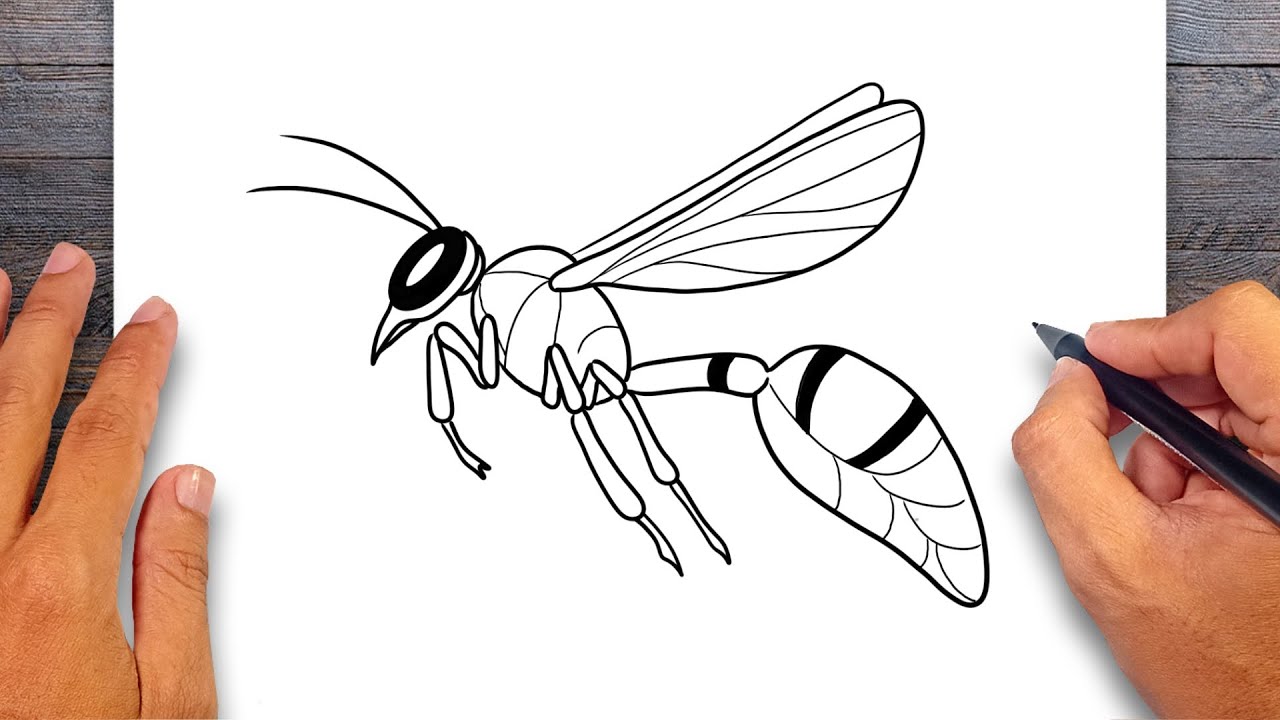 How to draw Wasp - Insect Drawing - YouTube