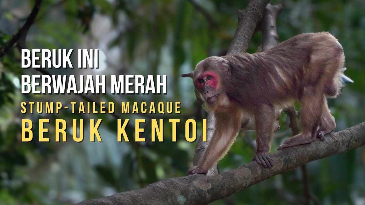 Beruk Kentoi - Misteri Beruk Berwajah Merah - YouTube